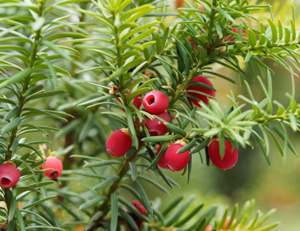 De groenblijvende naaldboom - Voxelcore